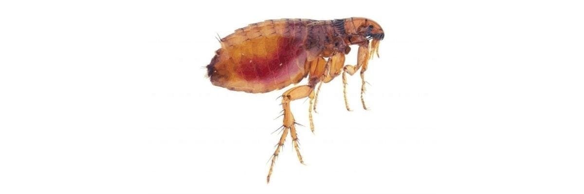 The 2022 NYC Pest Control Guide: Fleas