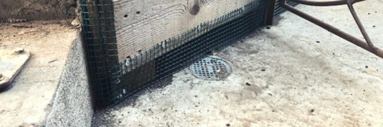 How to Get Rid of Rats Outside: Signs, Tips, and Solutions