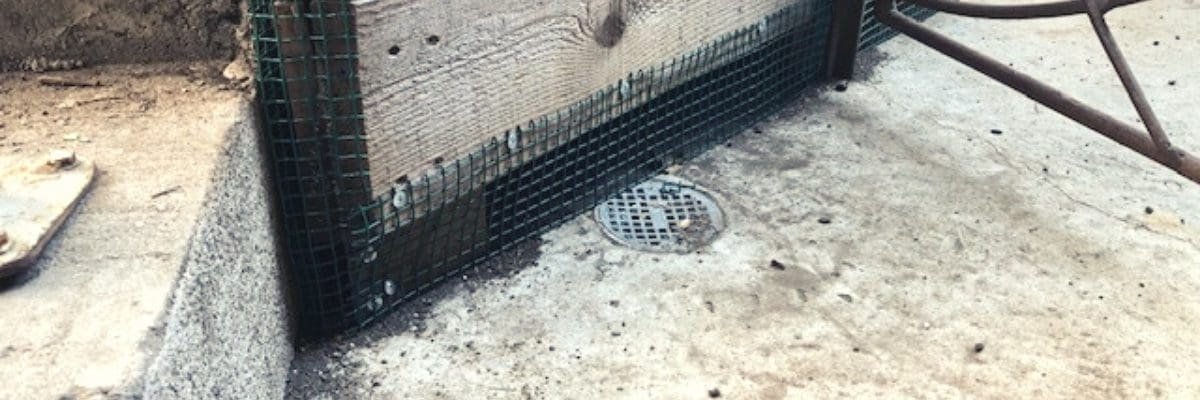 How to Get Rid of Rats Outside: Signs, Tips, and Solutions