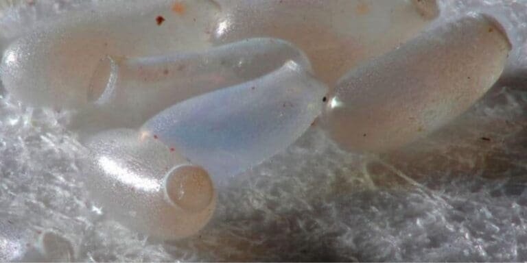 What Do Bed Bug Eggs Look Like? (Pictures)