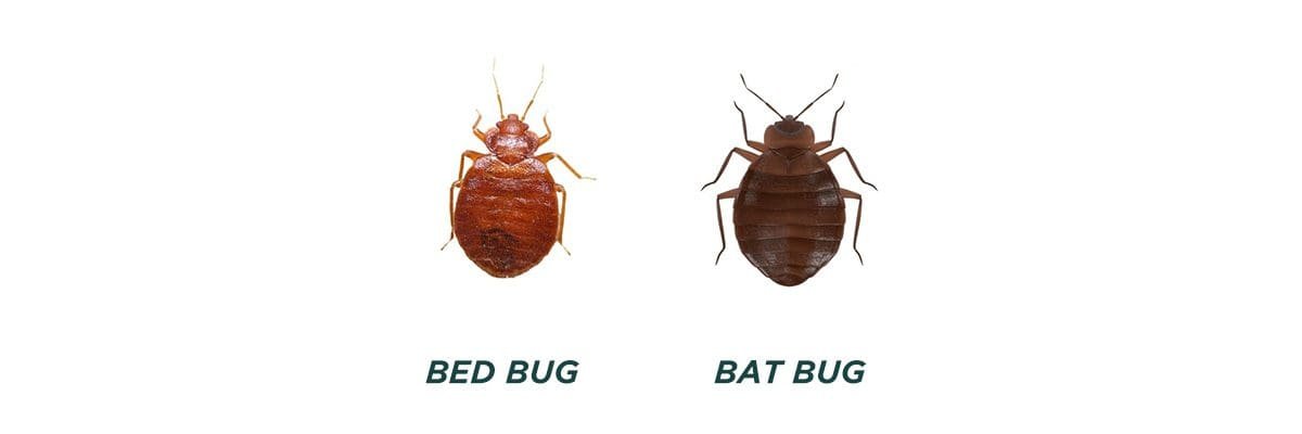 6 Bugs That Look Like Bed Bugs