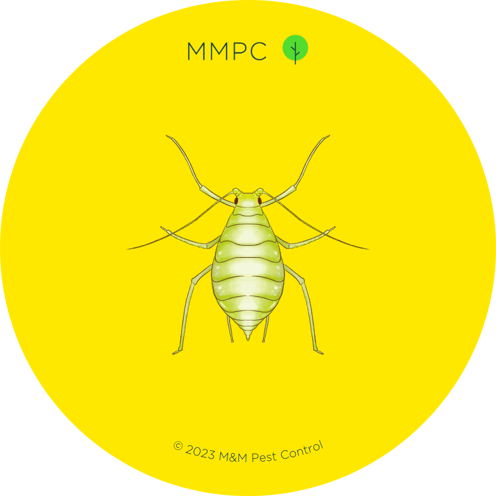 Aphids - MMPC