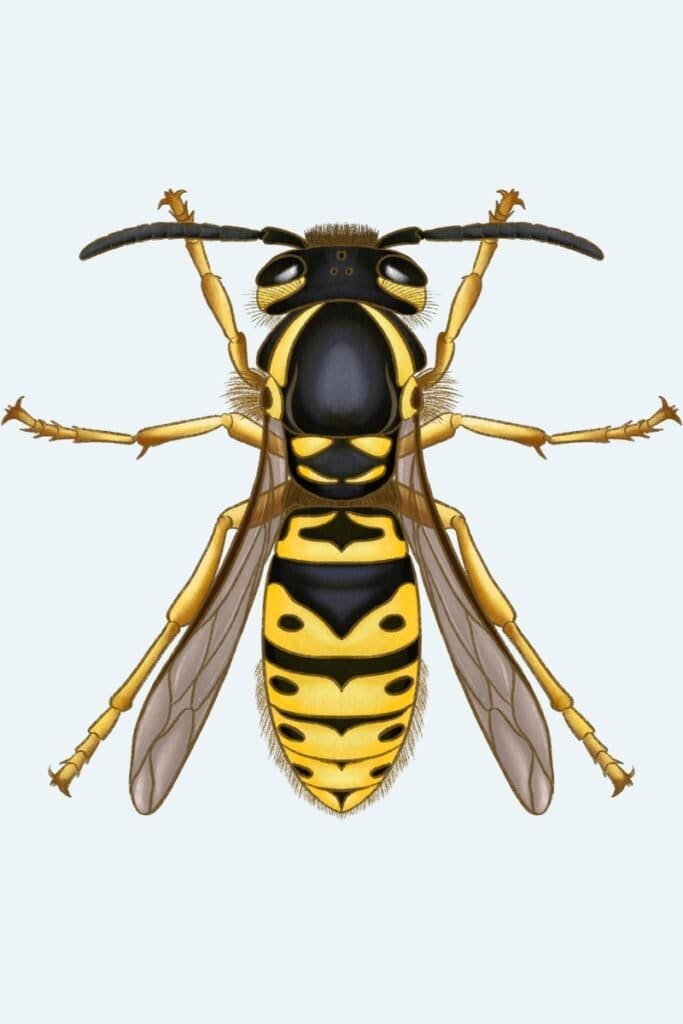 Wasp Identification & Control - MMPC Pest Library